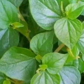 Jual daun sirih cina 200gr | Shopee Indonesia