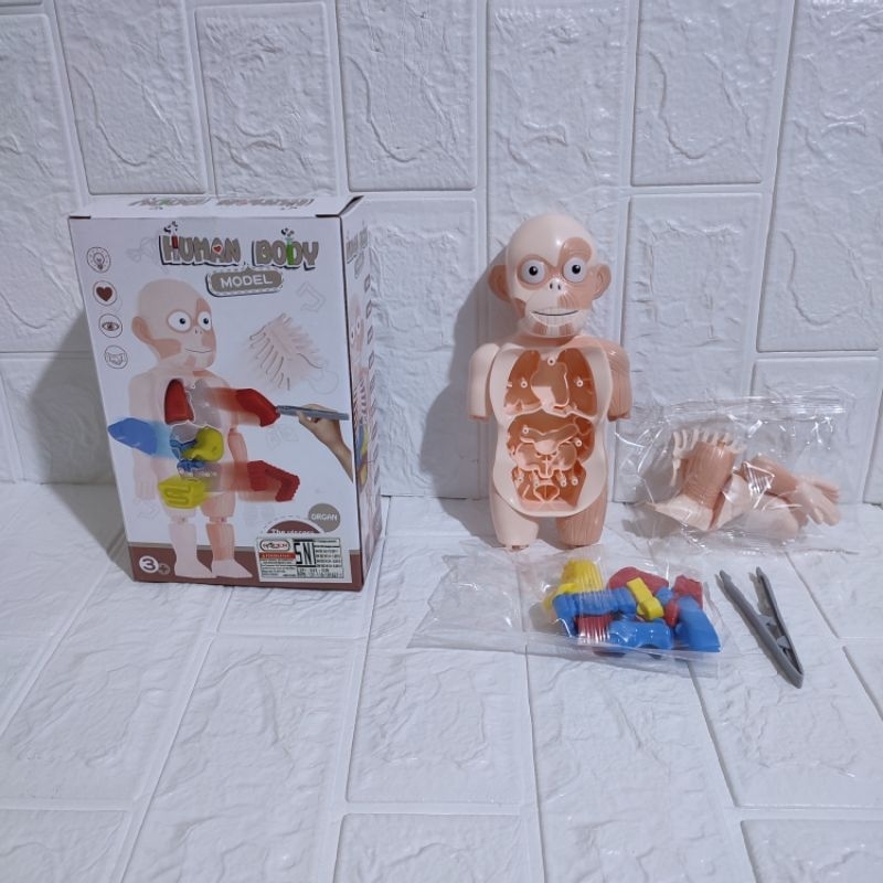 Jual Mainan Anatomi Manusia Human Body Model | Shopee Indonesia