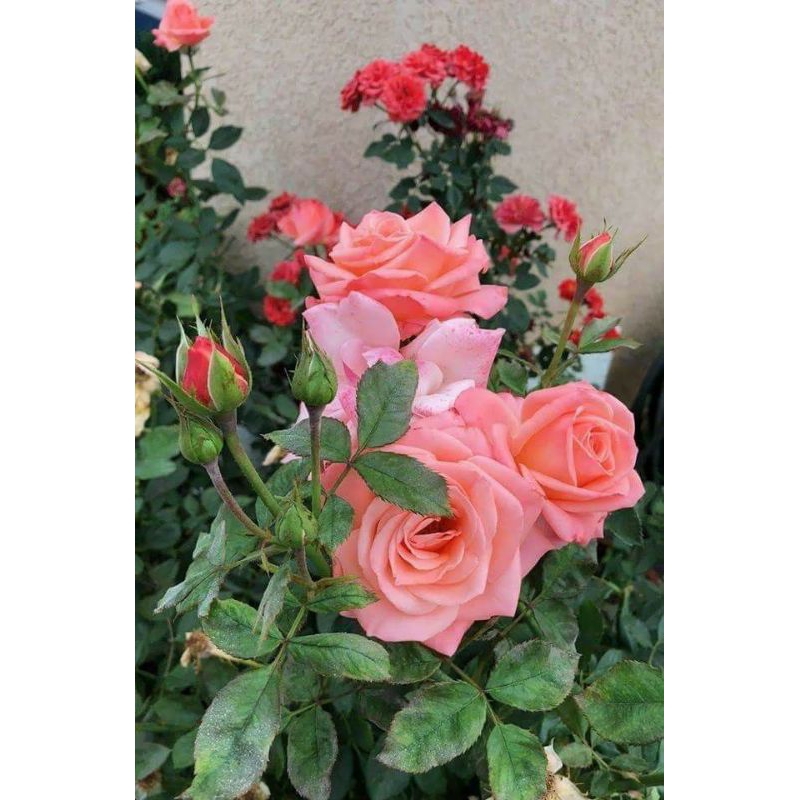 Jual bibit mawar baby rose mini merah pink putih tanaman hias | Shopee ...