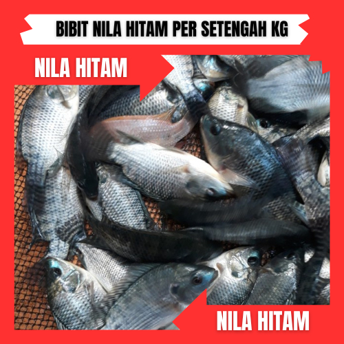 Jual bibit/benih ikan nila hitam per setengah kg | Shopee Indonesia