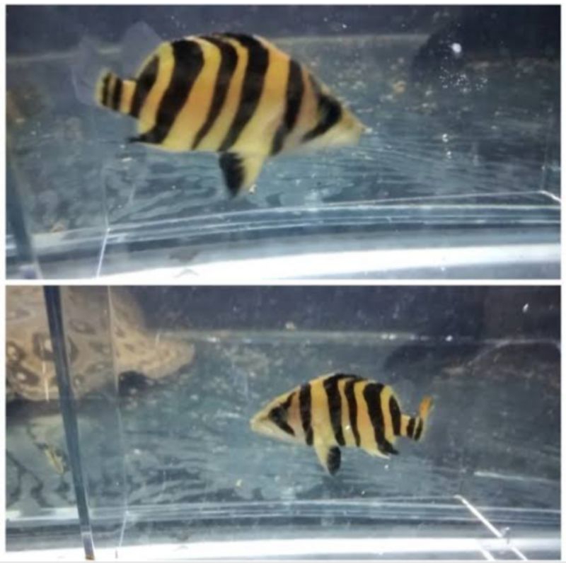Jual Tiger datz gold/Borneo/Sumatra simetris 4bar | Shopee Indonesia