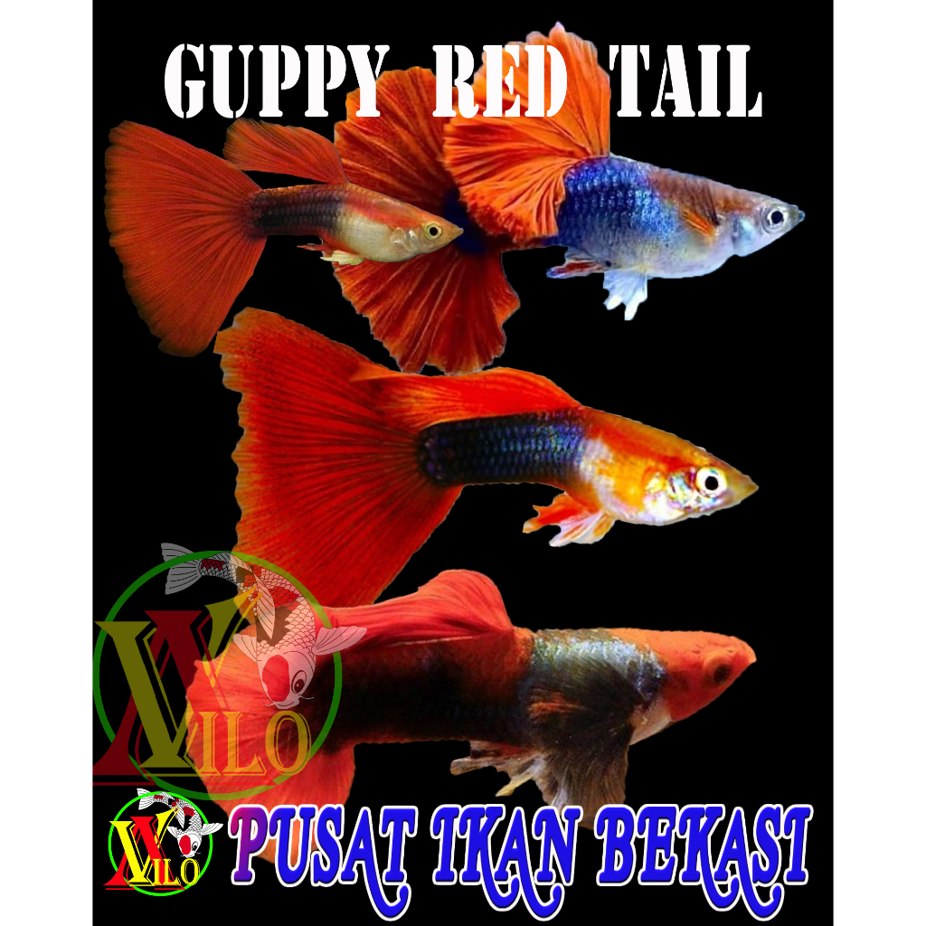 Jual OJEK SAJA ikan hias gupi guppy red tail ekor merah rendom jenis | Shopee Indonesia