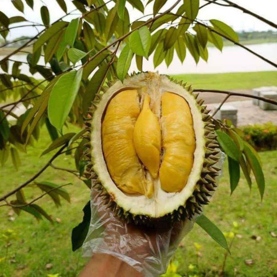 Jual BIBIT DURIAN BAWOR SUPER UKURAN 1,5 METER UP | Shopee Indonesia