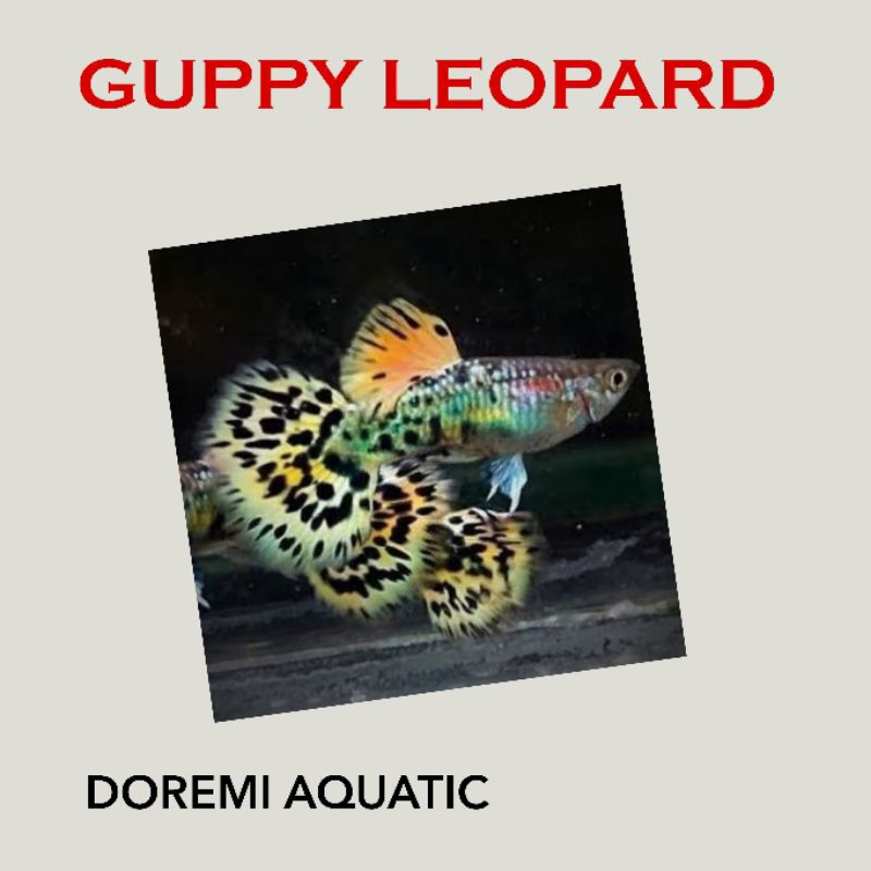 Jual GUPPY CORAK LEOPARD | Shopee Indonesia