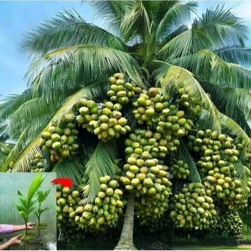 Jual Bibit Kelapa Kingkong Irlandia Buah Ribuan Butir Genjah Pendek ...