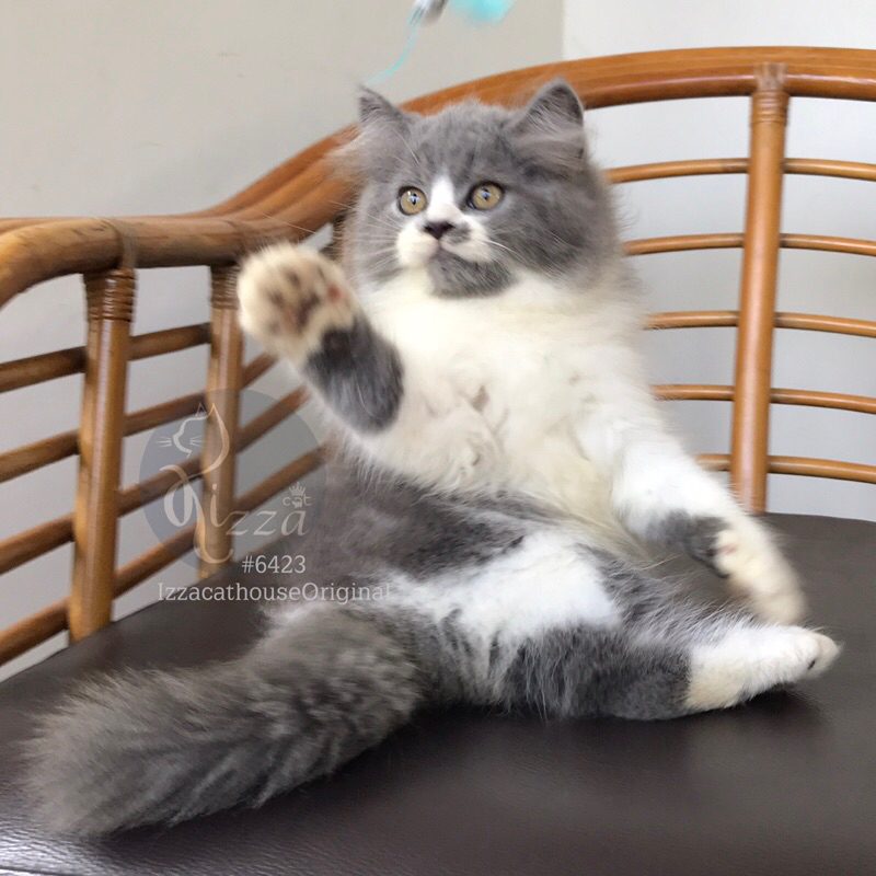 Jual makanan kucing BSH blue white superrr gemoy bulet tulangan bagus ...