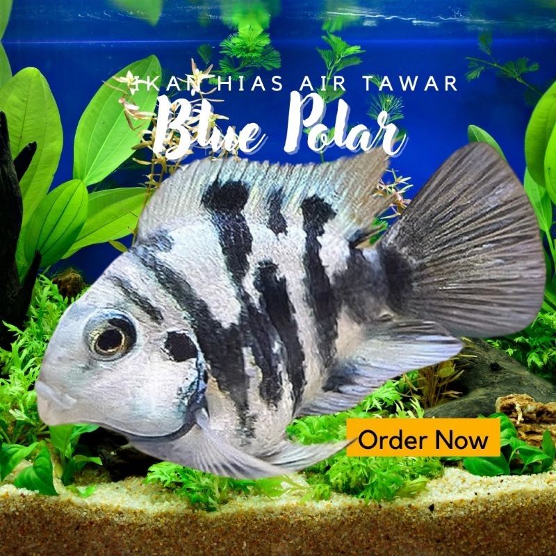 Jual IKAN HIAS AIR TAWAR CHICLID BLUE POLAR PARROT | Shopee Indonesia