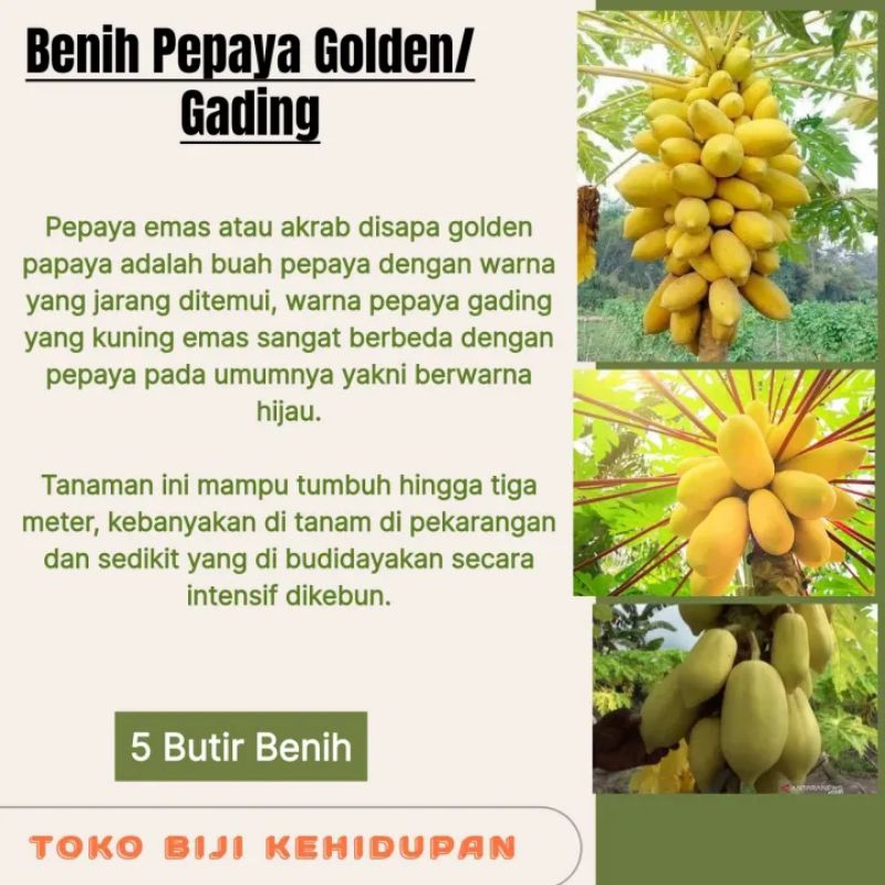 Jual 5 BIJI BENIH PEPAYA GOLDEN/PEPAYA GADING/PEPAYA EMAS | Shopee ...