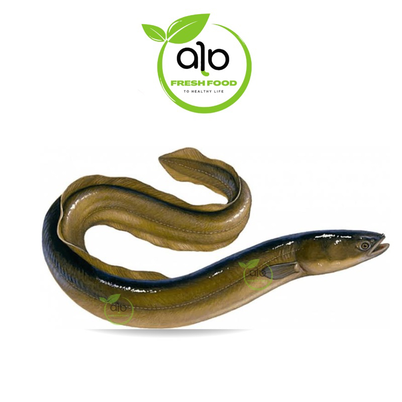 Jual Belut Segar / Ikan Belut / Eel 500gr - 1kg | Sayur online | Shopee ...