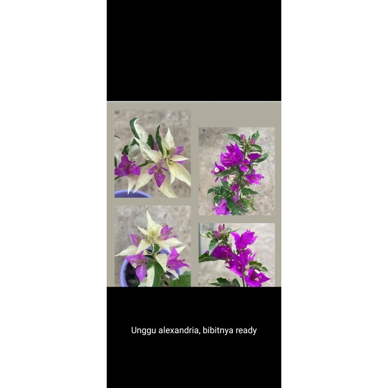 Jual Bougenville unggu alexsandria | Shopee Indonesia