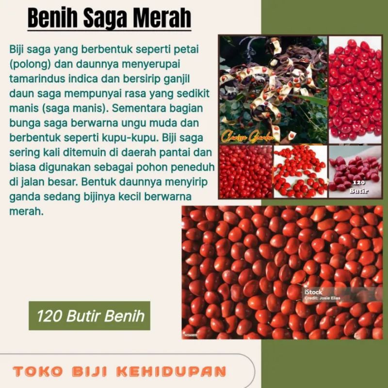 Jual BIJI BENIH TANAMAN SAGA MERAH (Bahan Kolase) | Shopee Indonesia
