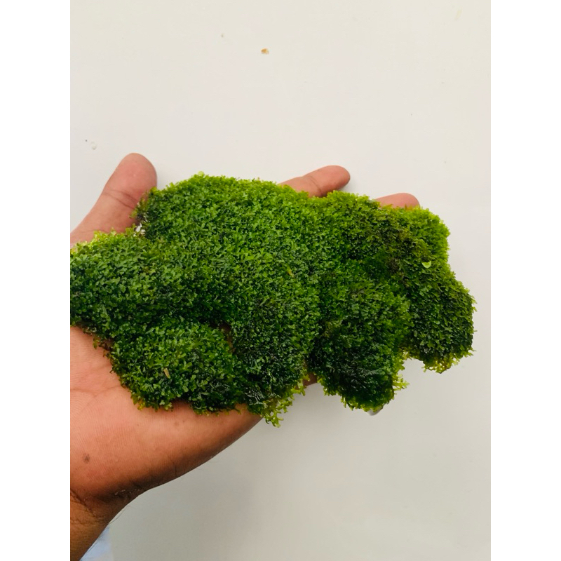Jual RICARDIA MOSS TANAMAN AQUASCAPE PERNAMPAN | Shopee Indonesia