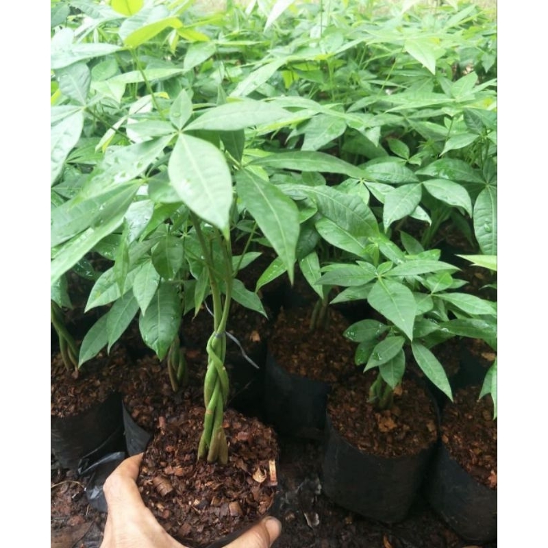 Jual tanaman hias pachira aquatin - money tree kepang | Shopee Indonesia