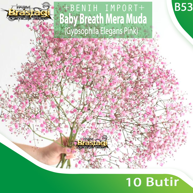 Jual FBTG - 10 Benih Bibit Biji - Bunga Pink Baby Breath Merah Muda ...