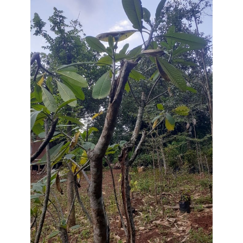 Jual pohon kamboja bunga kuning batang besar | Shopee Indonesia