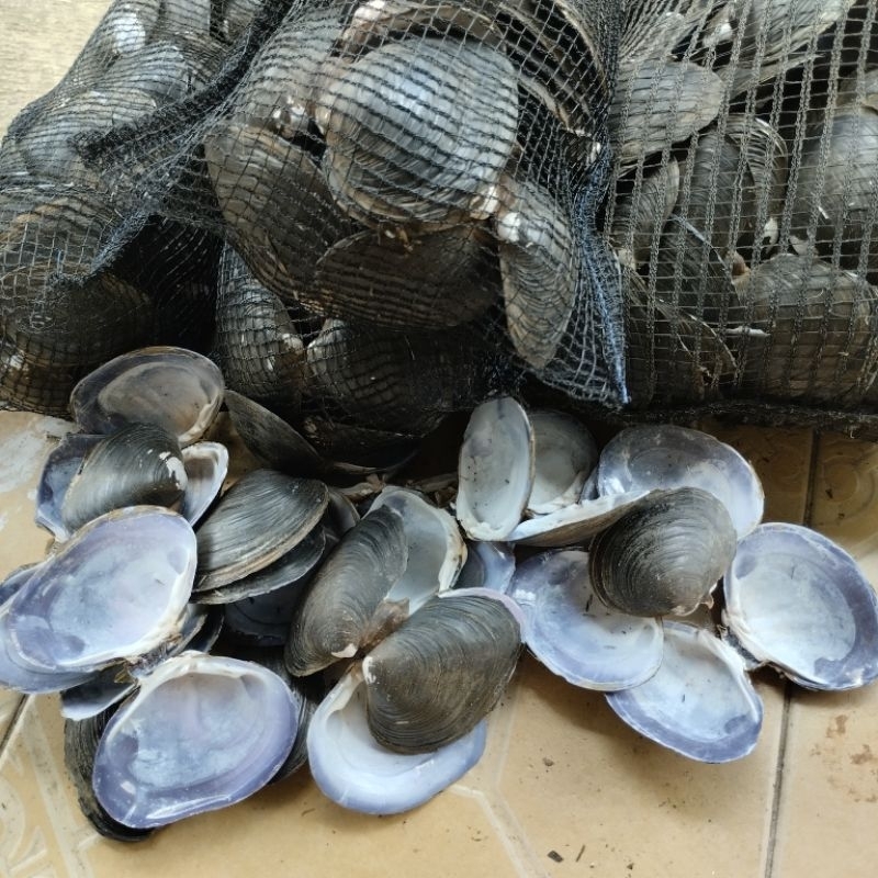 Jual Penstabil pH Air Kolam Cangkang Kerang Toe | Cangkang Kerang ...