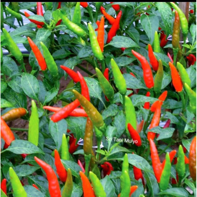 Jual 25 Benih Biji Bibit Cabe Cabai Rawit Hijau | Shopee Indonesia