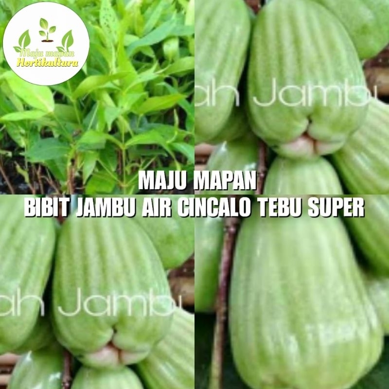 Jual BIBIT JAMBU AIR CINCALO TEBU JUMBO | Shopee Indonesia
