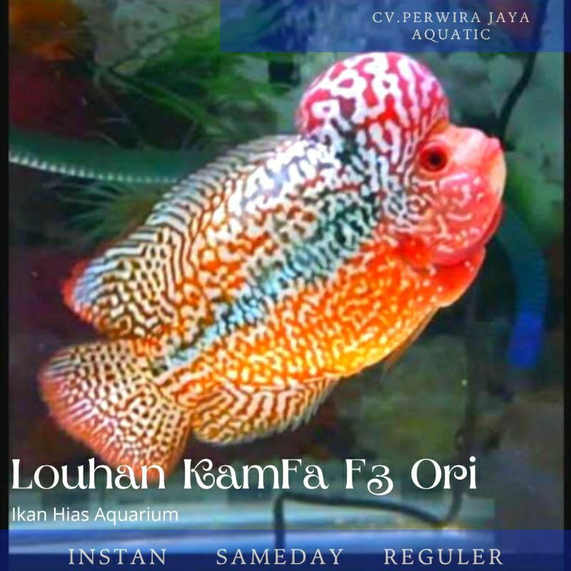 Jual Louhan Kamfa F3 Ori Good Quality Two Tone Hiasan Aquarium | Shopee ...
