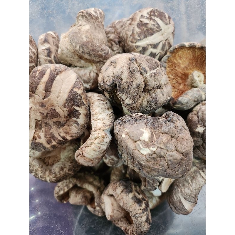 Jual Jamur Hioko Tebal per 50 gram | Shopee Indonesia