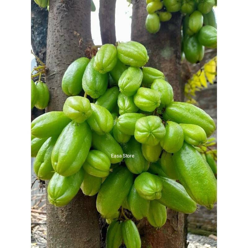 Jual Belimbing Wuluh Segar 500 gr 250 gr Daun Bunga Belimbing Buah ...