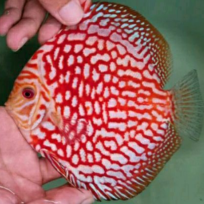 Jual Ikan Discus Super Pigeon Checkerboard 4" Male | Shopee Indonesia