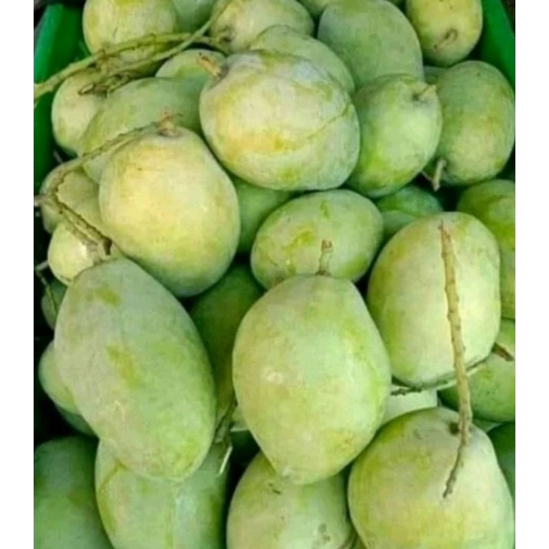 Jual buah mangga Indramayu/ mangga muda / mangga rujak | Shopee Indonesia