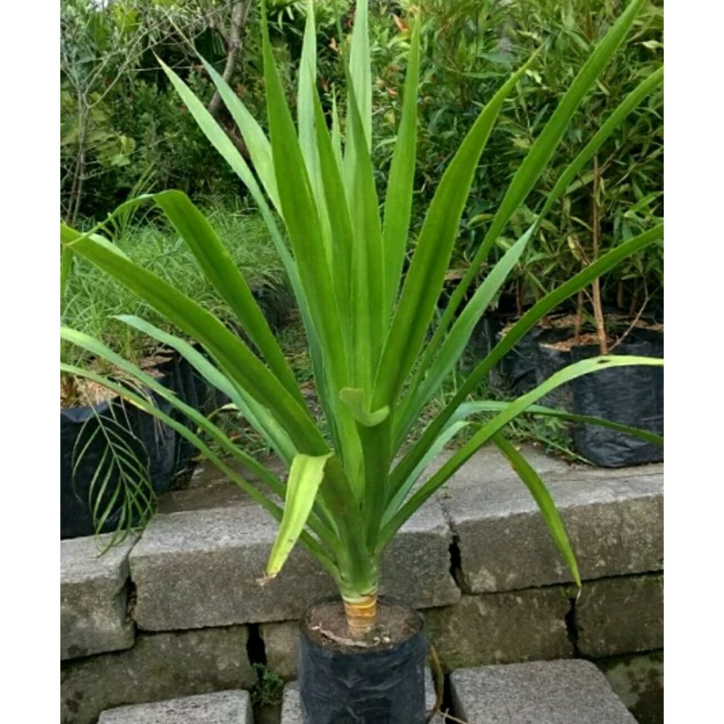 Jual Tanaman Pandan Bali (Cordyline australis)- pohon Pandan bali ...