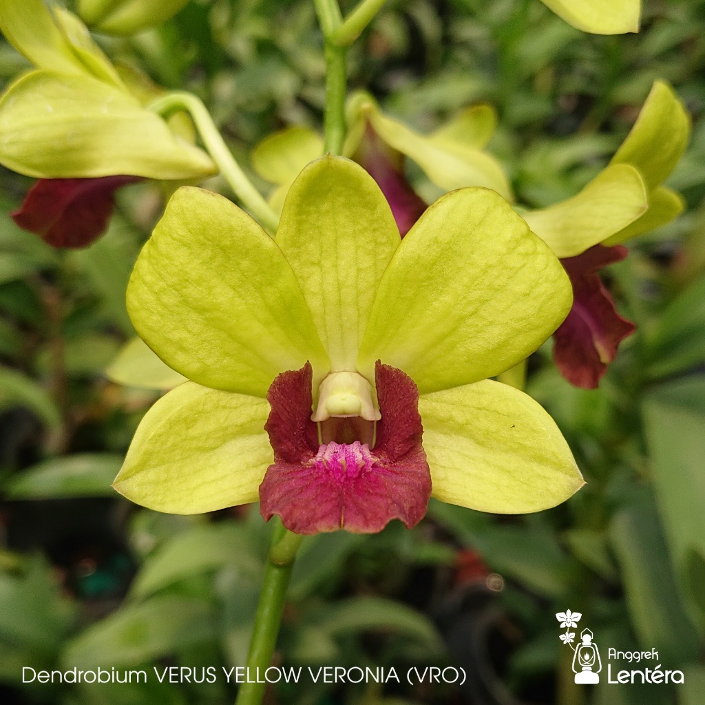 Jual Dendrobium VERUS YELLOW VERONIA (VRO) Anggrek Dendro Bulat Kuning ...