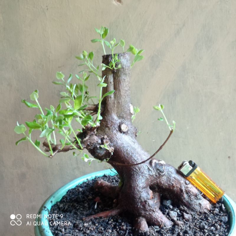 Jual bahan bonsai legundi realpic | Shopee Indonesia