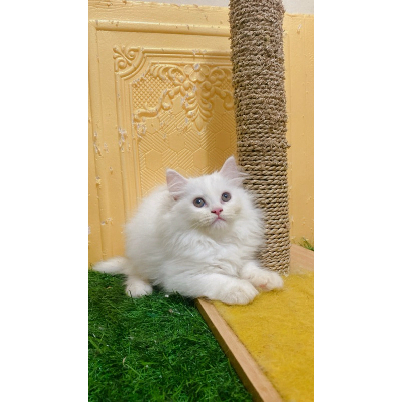 Jual kucing persian long hair betina white solid kitten | Shopee Indonesia