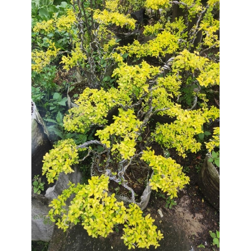 Jual tanaman hias bonsai legistrum/sudah jadi bonsai | Shopee Indonesia