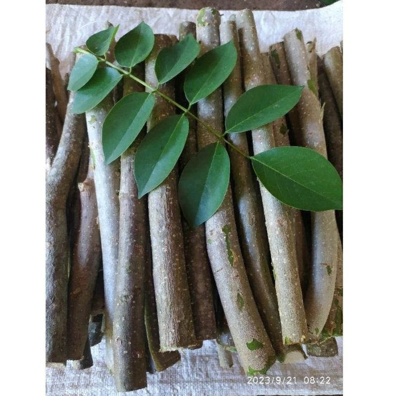 Jual Stek bibit Gamal / kleresede ( Gliricidia sepium ) ( 10 batang ...