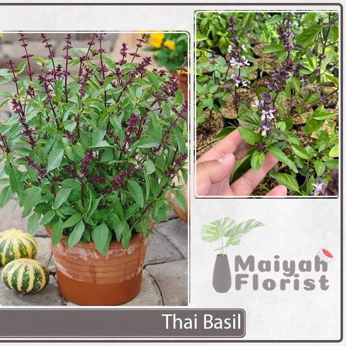 Jual Tanaman Herbal Rempah Thai Basil - Ocimum basilicum var ...