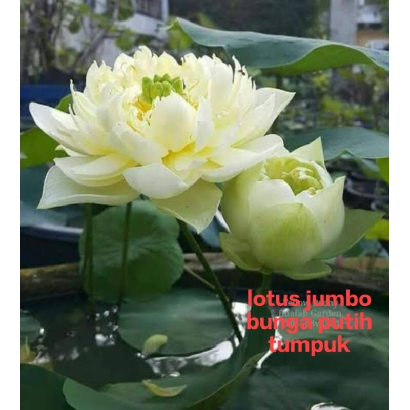 Jual lotus jumbo bunga putih tumpuk tanaman air bjnga kolam hias ...