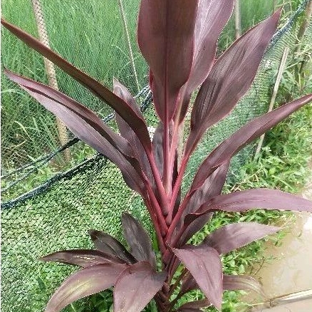 Jual DAUN HANJUANG MERAH PERPAKET 250 GRAM | Shopee Indonesia