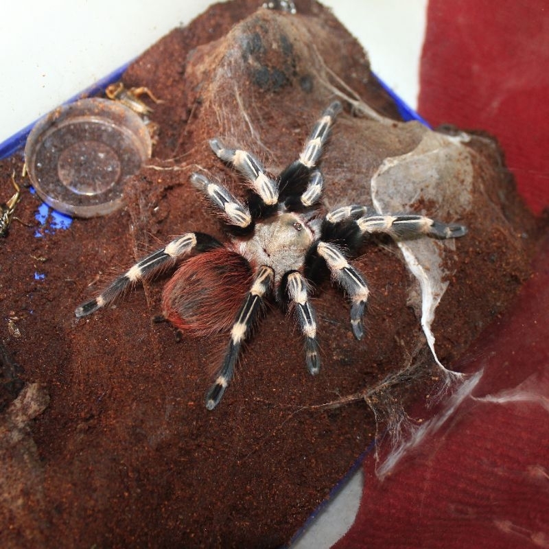Jual Nandhu Chromatus Sling | Shopee Indonesia