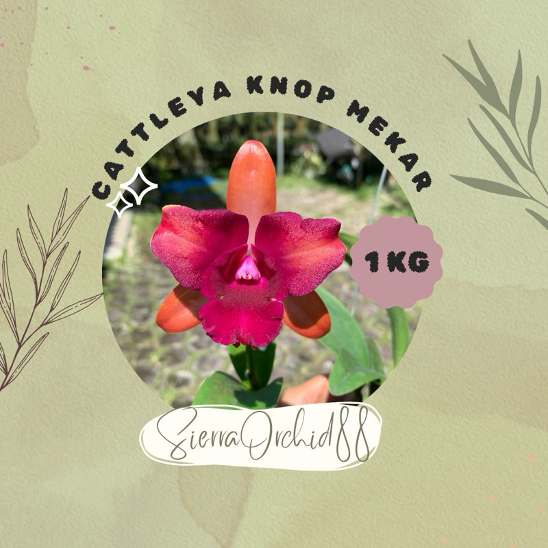 Jual ANGGREK CATTLEYA KNOP - MEKAR ( 1 Kg ) | Shopee Indonesia