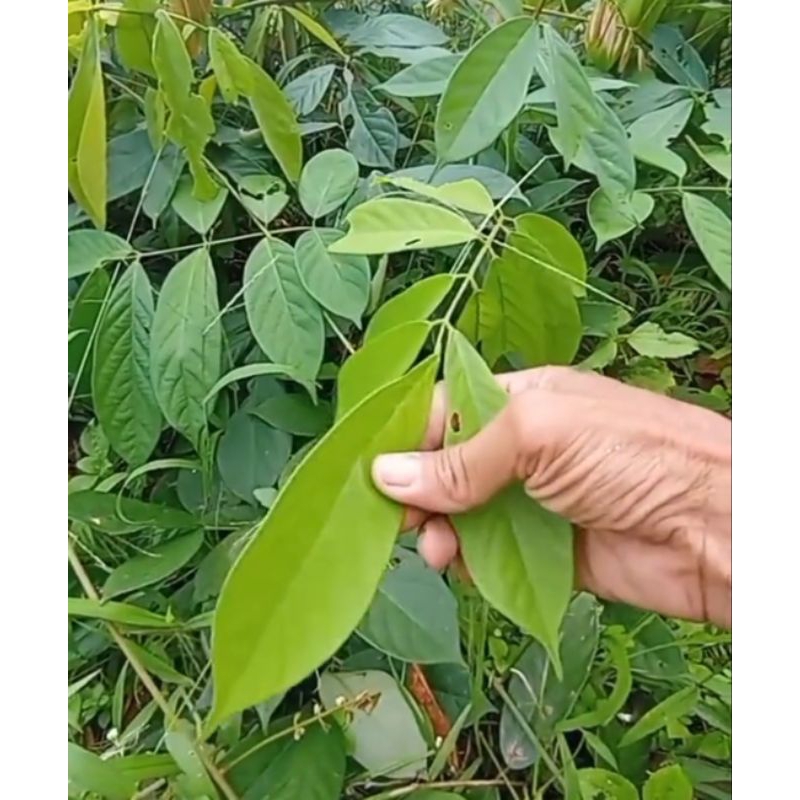 Jual DAUN TUBA SEGAR 1 KG | Shopee Indonesia