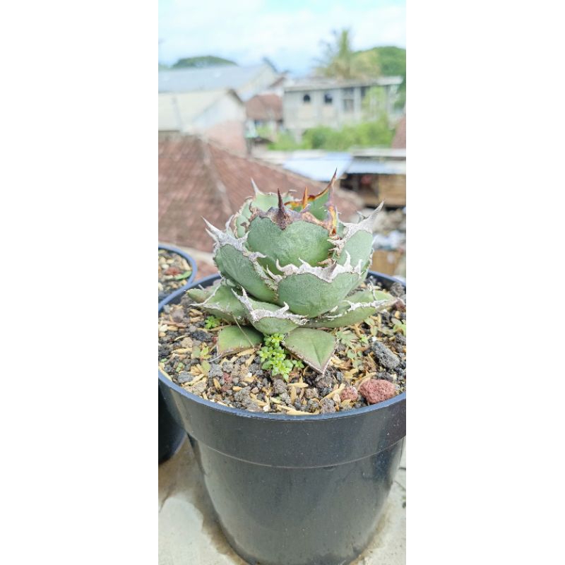 Jual Agave Oteroi Titanota FO76 | Shopee Indonesia