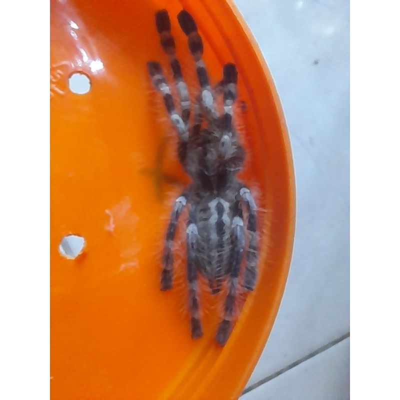 Jual display tarantula peocilotheria miranda bisa berjalan | Shopee ...