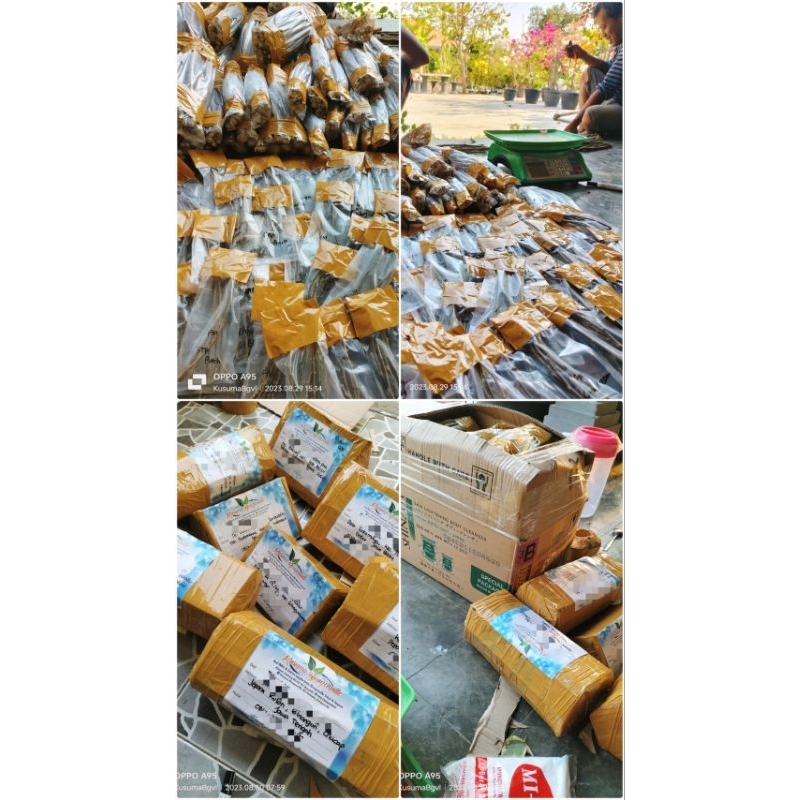 Jual Paket Entres Bougenville Bebas Pilih Id Shopee Indonesia