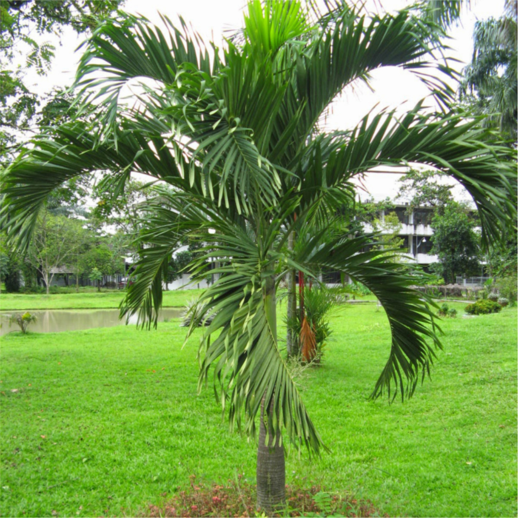Jual JAVATREE - Tanaman Hias Palem Putri - Veitchia merillii - Palm ...
