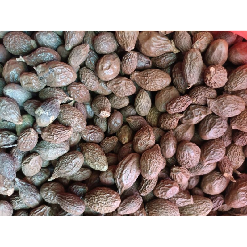 Jual Buah tempayang/Kembang semangkuk | Shopee Indonesia