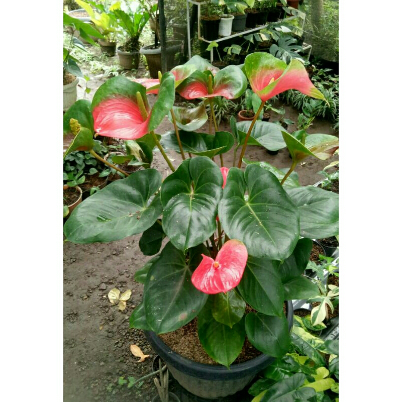 Jual (Ukuran Besar) Anthurium Bunga Merah | Shopee Indonesia