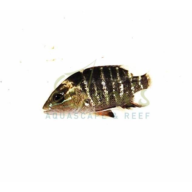 Jual Ikan Air Laut Kakap Bakau MJ (Mangrove Jack Juv.) | Shopee Indonesia