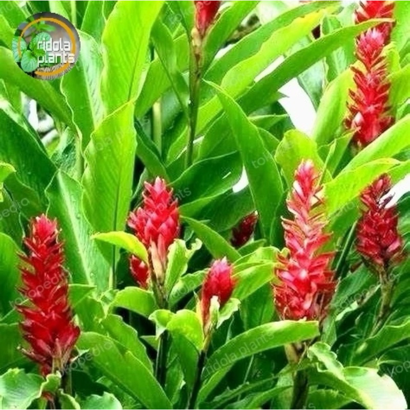 Jual tanaman honje // Kecombrang // tanaman herbal honje | Shopee Indonesia
