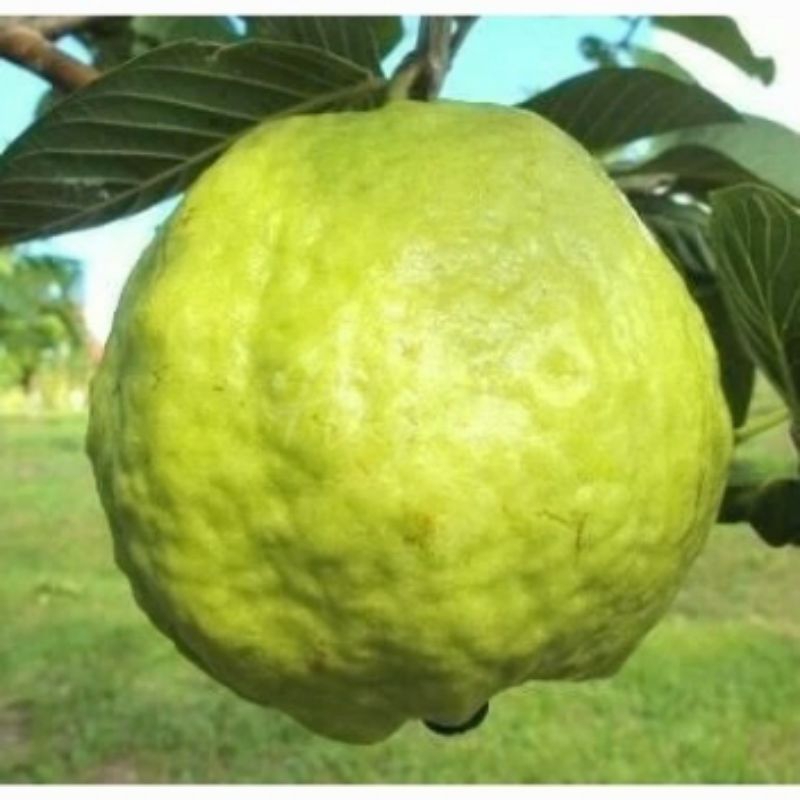 Jual 20 Biji - Benih Unggul Jambu Kristal Biji Merah - Bibit Tanaman ...