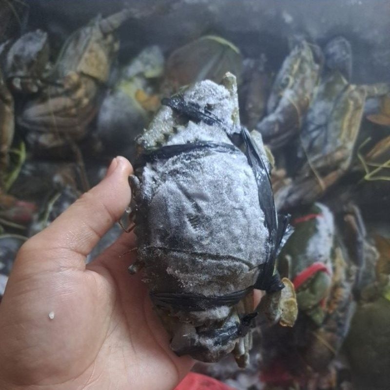 Jual KEPITING FROZEN /HIDUP DI BEKUKAN FRESH 1KG ISI 4_5_6 | Shopee ...