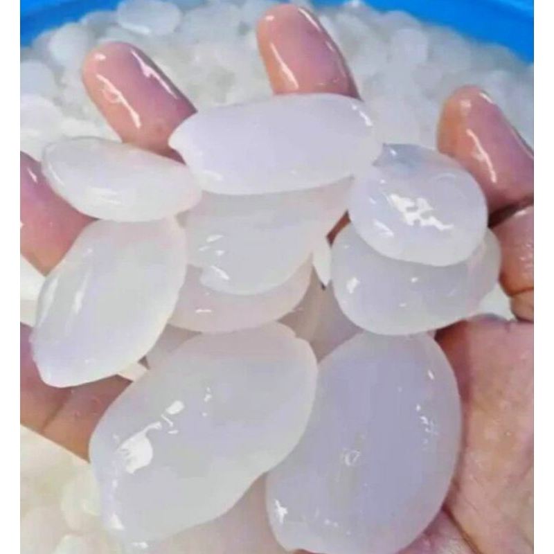 Jual Kolang Kaling Fresh Segar 1kg Cangkaleng Caruluk Segar | Shopee ...
